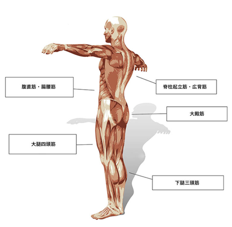 お腹を引き締め効果のある抗重力筋を鍛えるヨガポーズ11選｜QITANO ® 北野カラダづくりラボ
